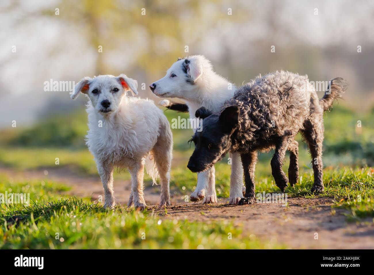three cute small dogs playing on a field path Stock Photo - Alamy