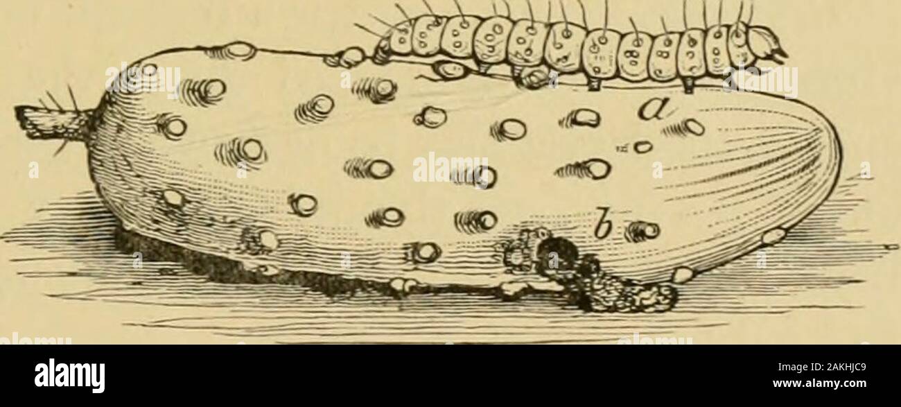 Fig pickle hi-res stock photography and images - Alamy