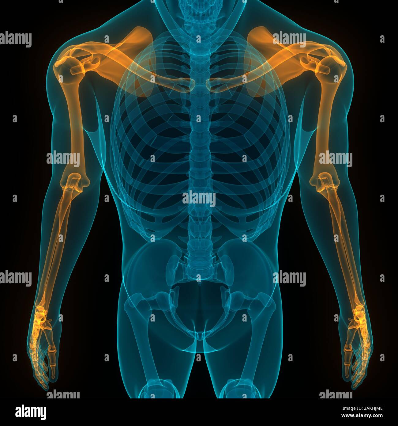 Human Skeleton System Upper Limbs Bone Joints Anatomy Stock Photo - Alamy