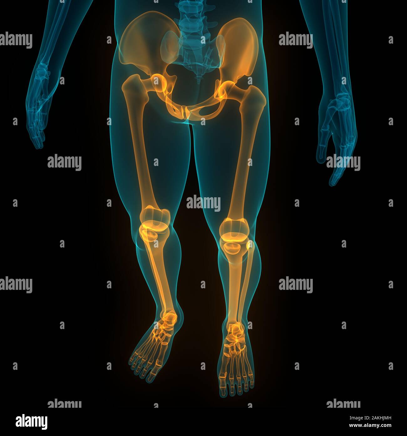 Human Skeleton System Lower Limbs Bone Joints Anatomy Stock Photo - Alamy