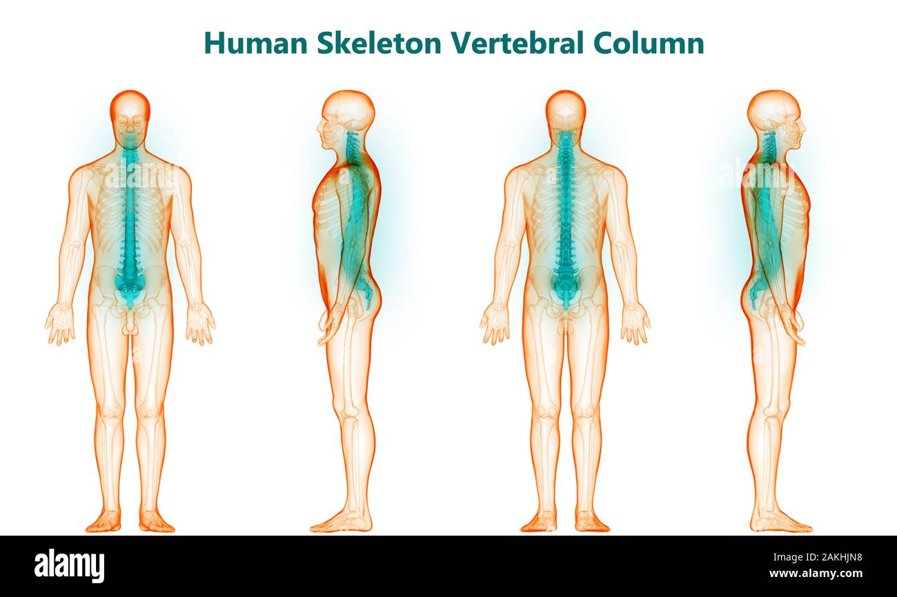 Vertebral Column of Human Skeleton System Anatomy Stock Photo - Alamy