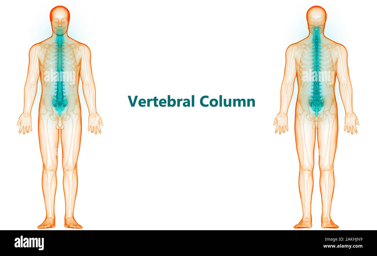 Vertebral Column of Human Skeleton System Anatomy Stock Photo - Alamy