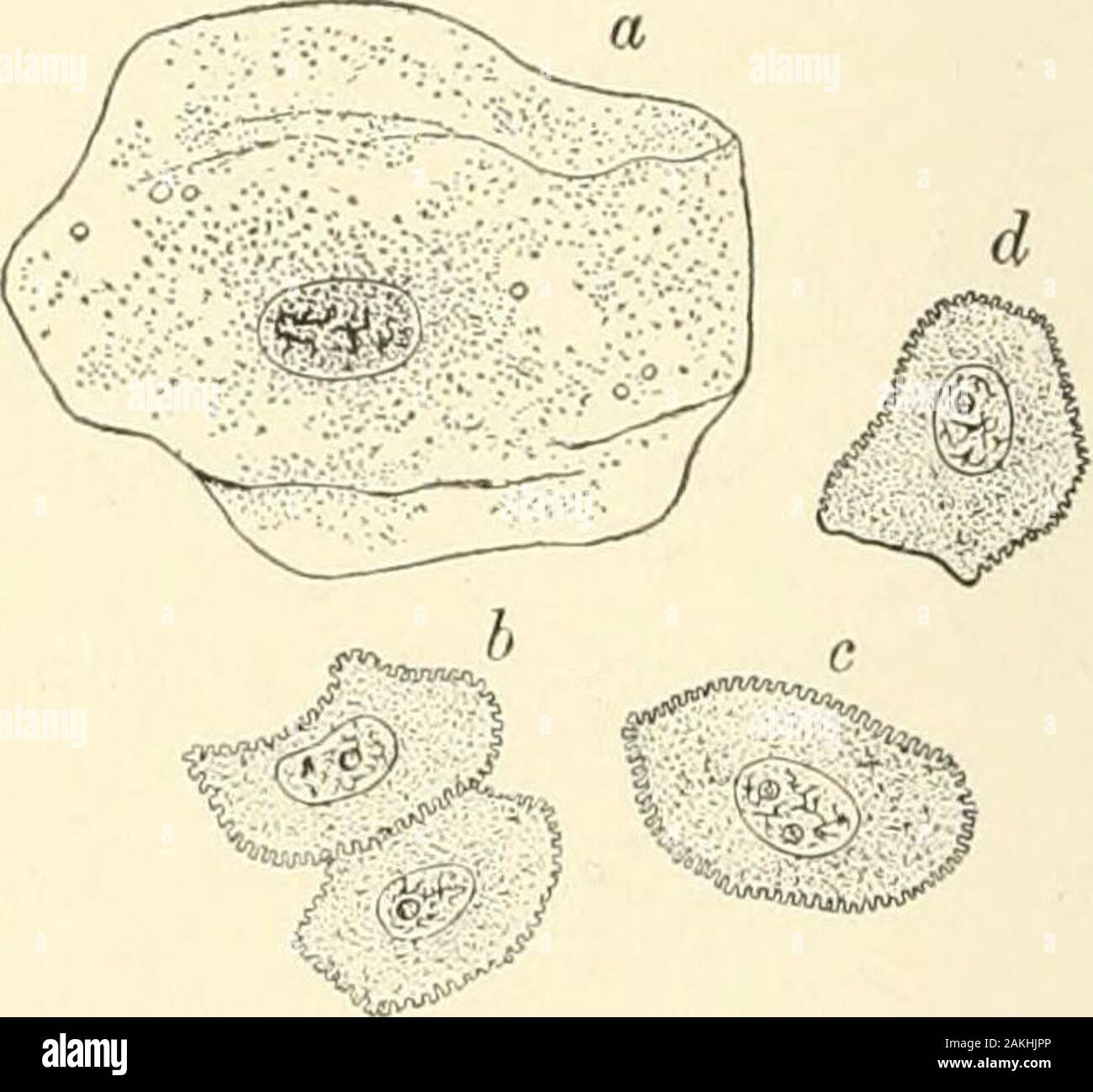 Textbook of normal histology: including an account of the development ...