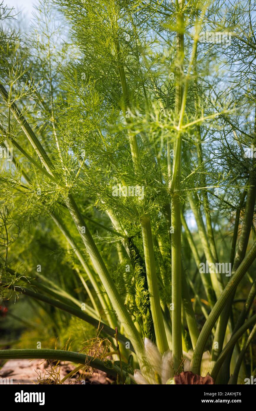 Fennel plantation, Foeniculum vulgare, with its bulbous seeds and roots ...