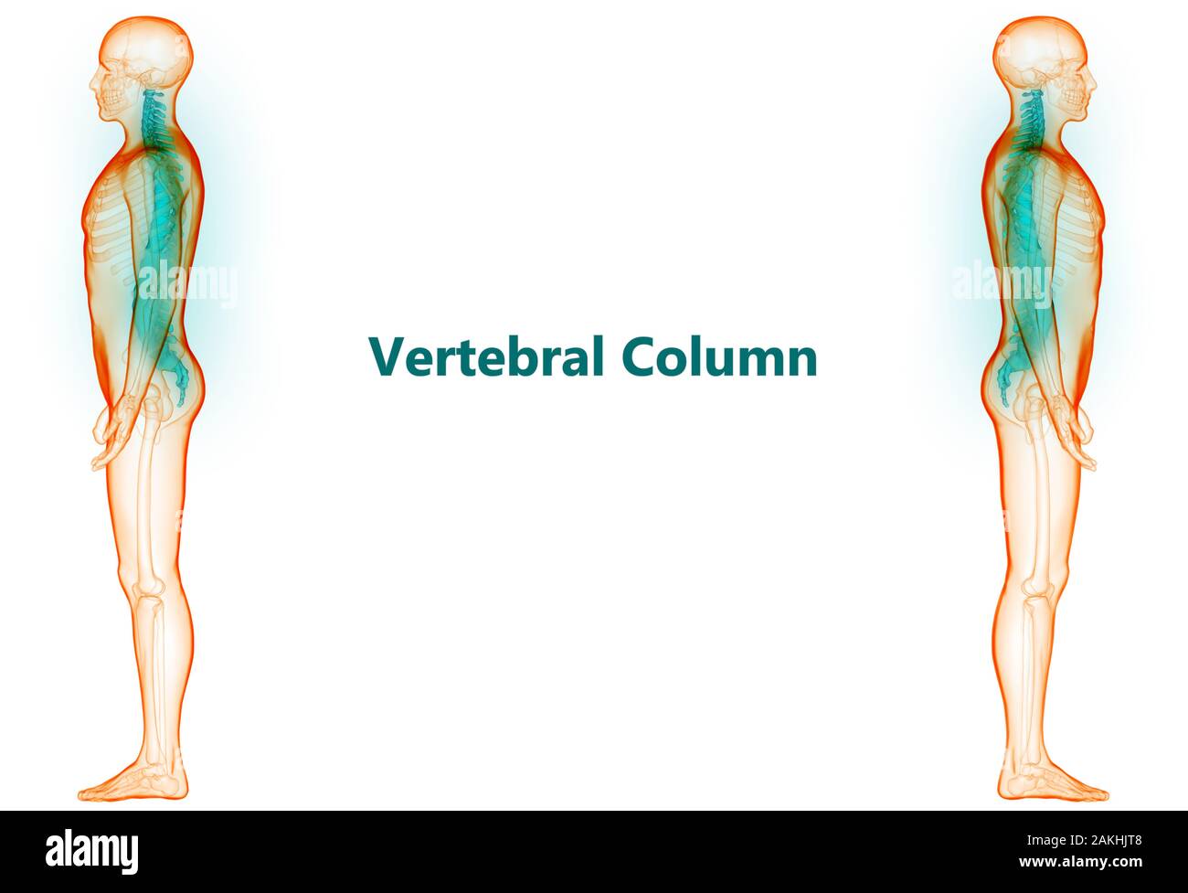 Vertebral Column of Human Skeleton System Anatomy Stock Photo - Alamy