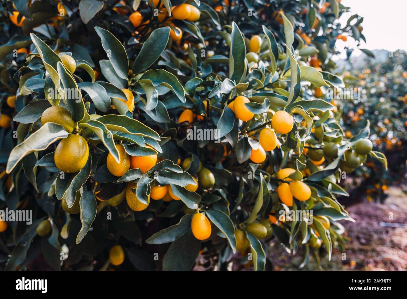 Fruits of a Fortunella orange tree, citrus sinensis, ripened in the sun ...
