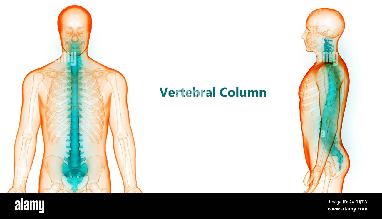 Vertebral Column of Human Skeleton System Anatomy Stock Photo - Alamy