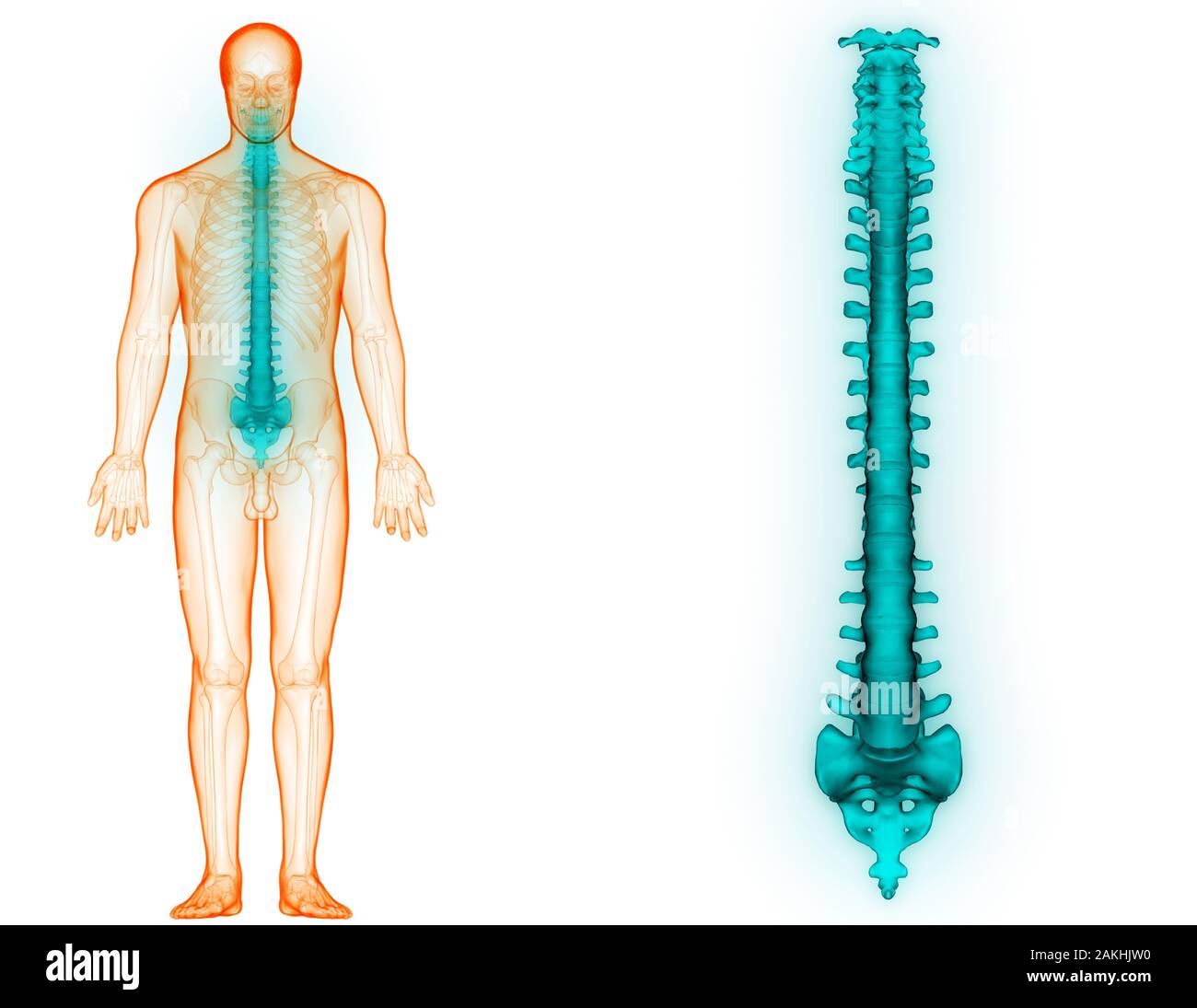 Vertebral Column of Human Skeleton System Anatomy Stock Photo - Alamy