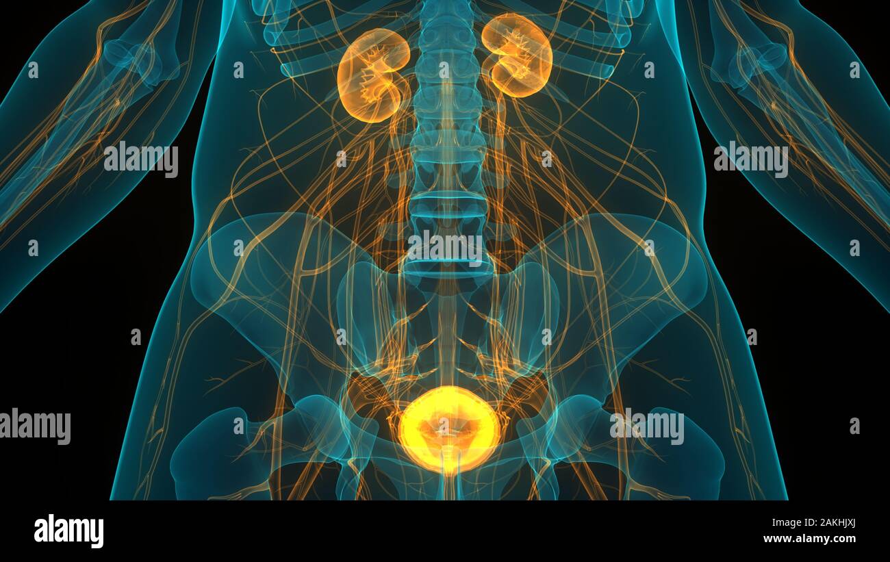 Human Urinary System Anatomy Stock Photo - Alamy