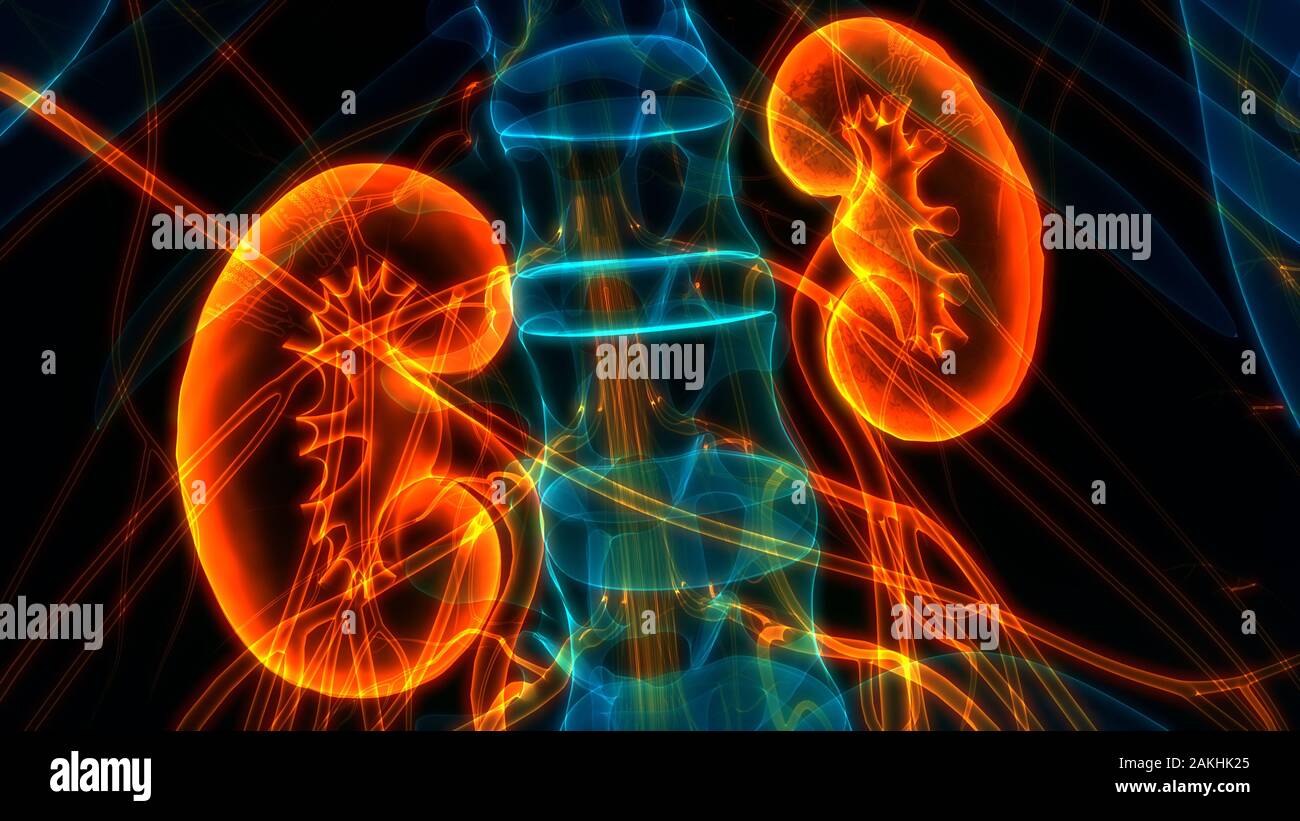 Human Urinary System Anatomy Stock Photo - Alamy