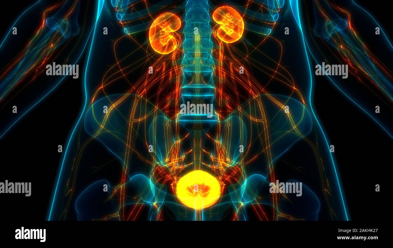 Human Urinary System Anatomy Stock Photo - Alamy
