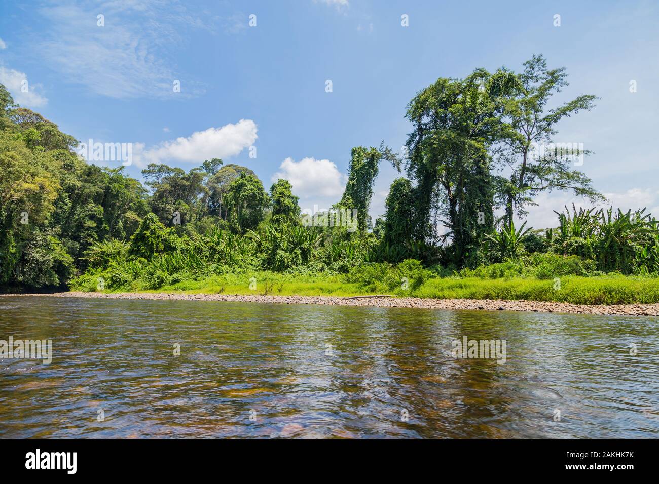 Temburong River, Virgin Rainforest, Ulu Temburong National Park, Brunei ...