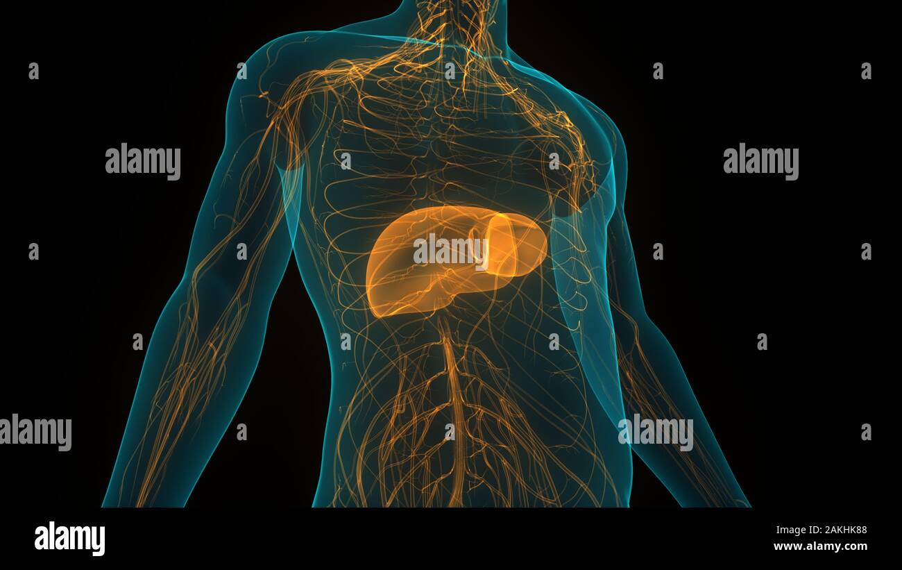 Human Internal Digestive Organ Liver Anatomy Stock Photo - Alamy