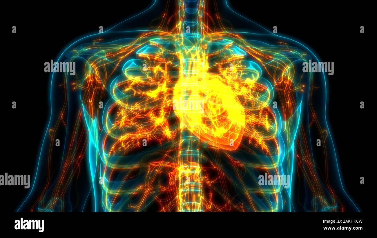 Human Circulatory System Heart Anatomy Stock Photo - Alamy