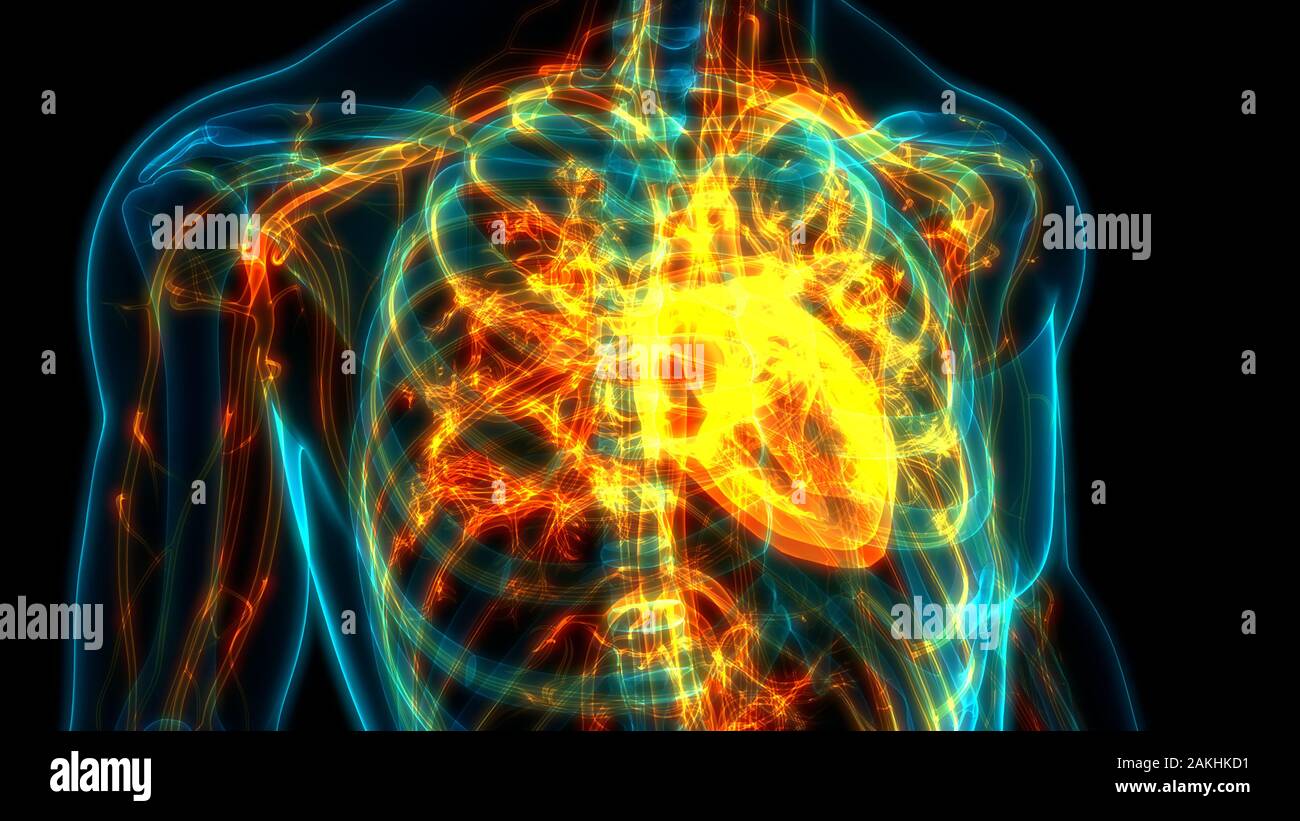 Human Circulatory System Heart Anatomy Stock Photo - Alamy