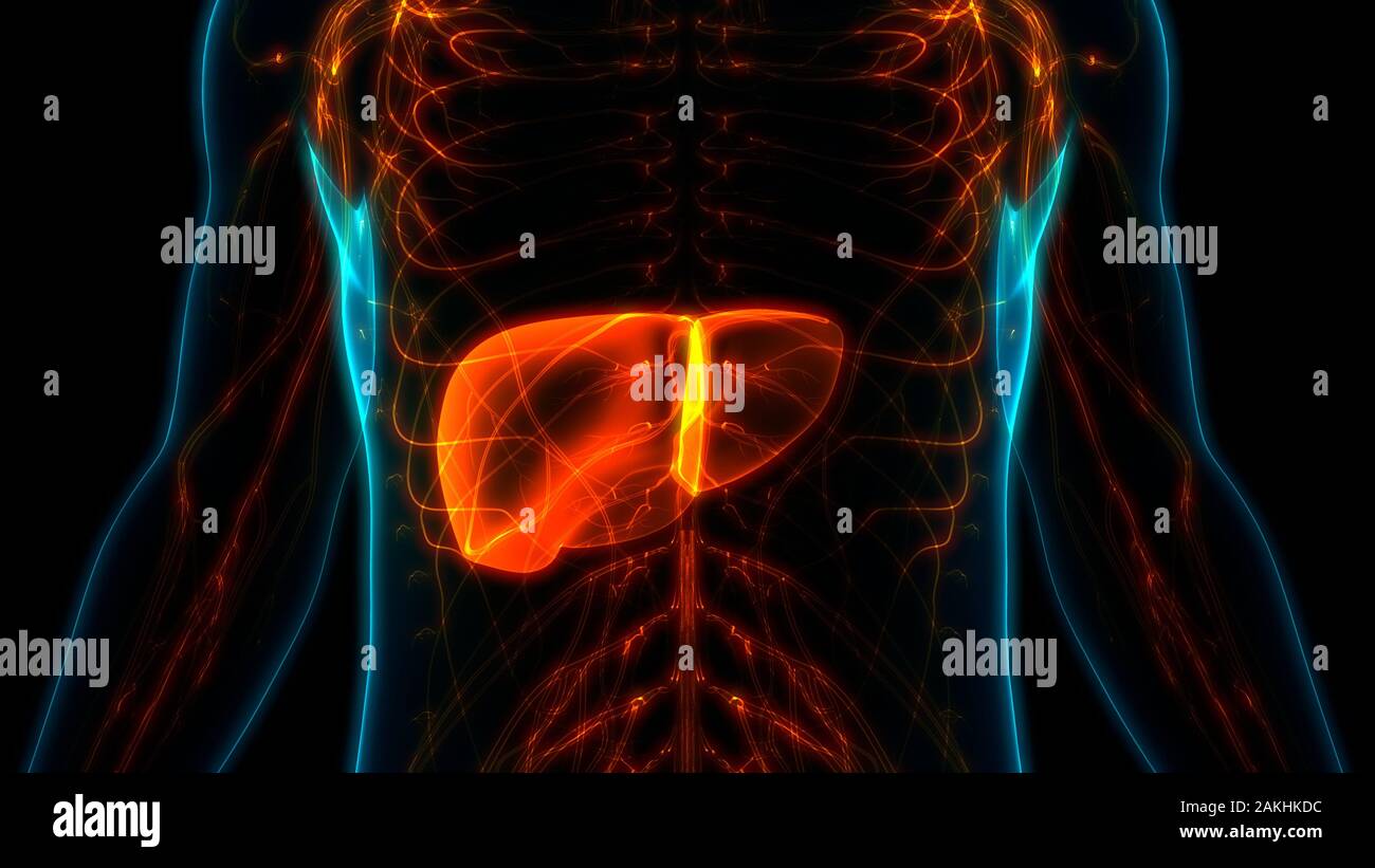 Human Internal Digestive Organ Liver Anatomy Stock Photo - Alamy