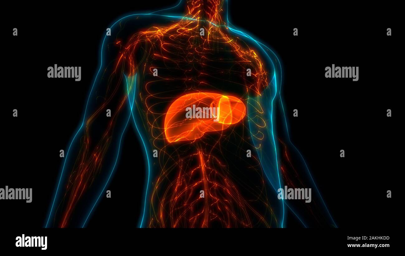 Human Internal Digestive Organ Liver Anatomy Stock Photo - Alamy