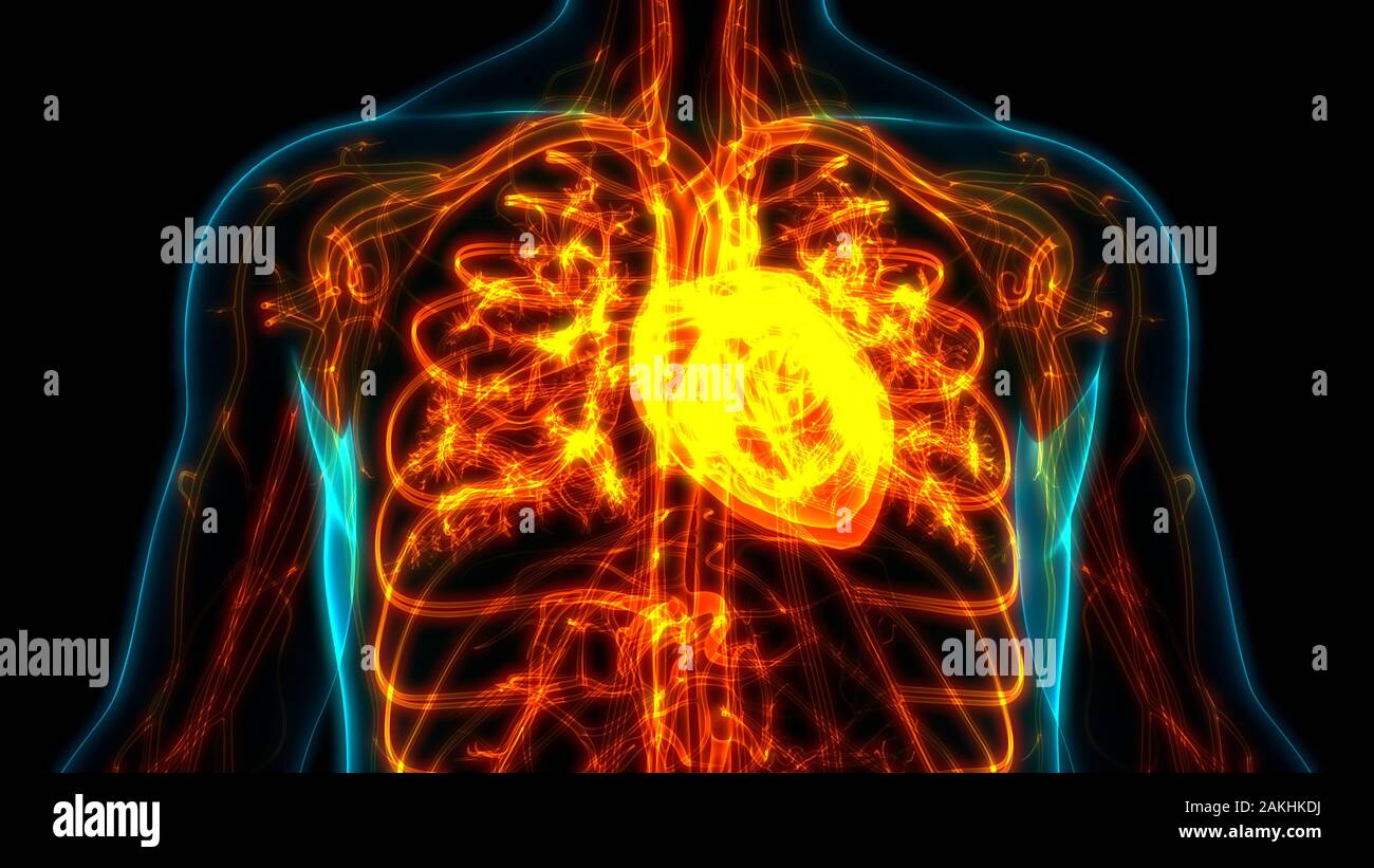 Man cardiovascular system graphic hi-res stock photography and images ...