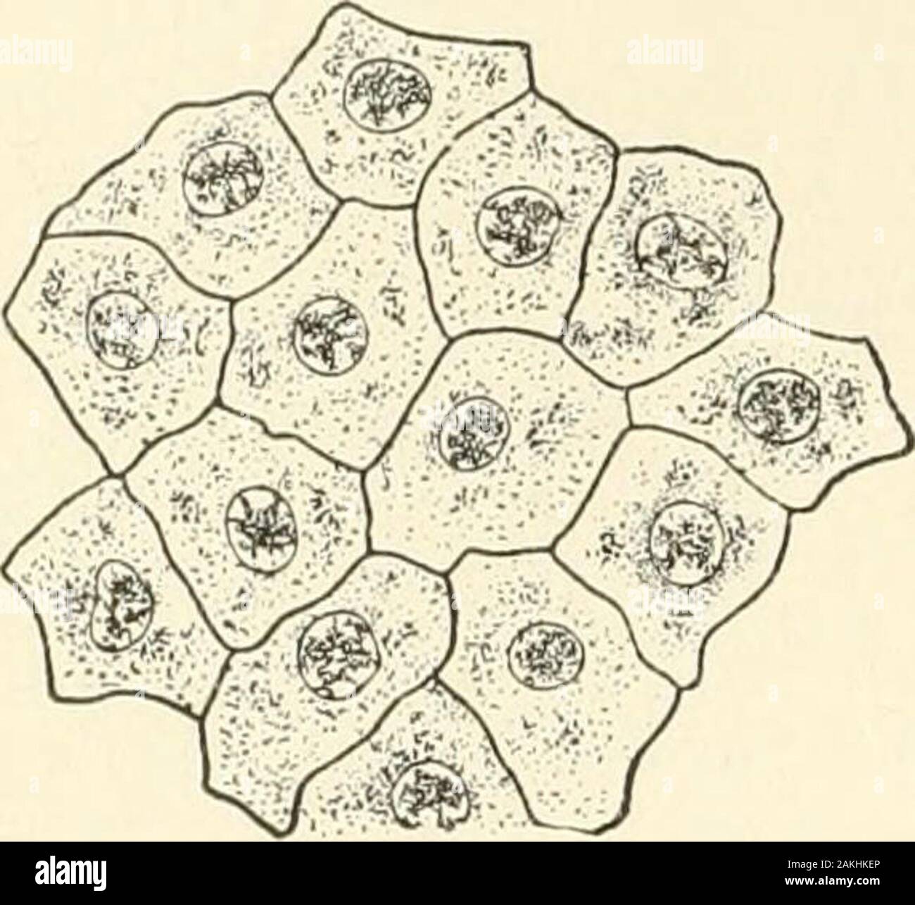 Thelium hi-res stock photography and images - Alamy