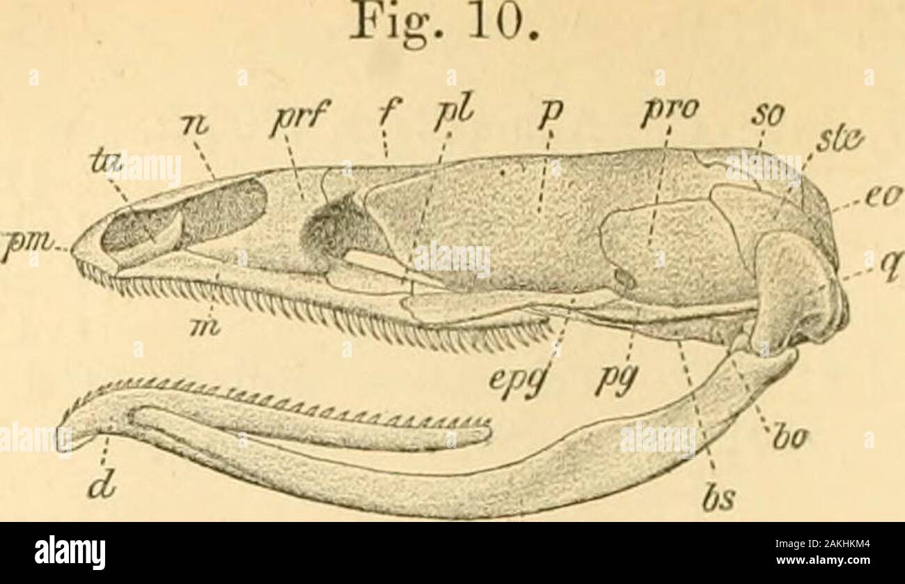 Catalogue of the snakes in the British Museum (Natural History) .. . ct ...