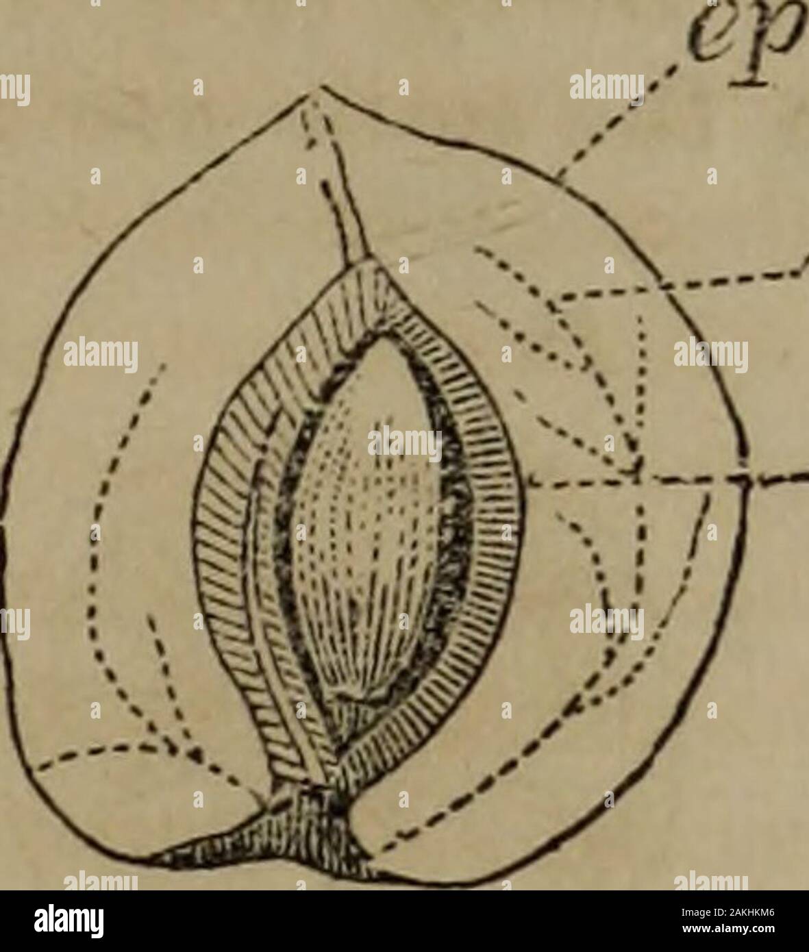 Botany of the Southern states . Nut or Glans.. ms en Fruit of ...