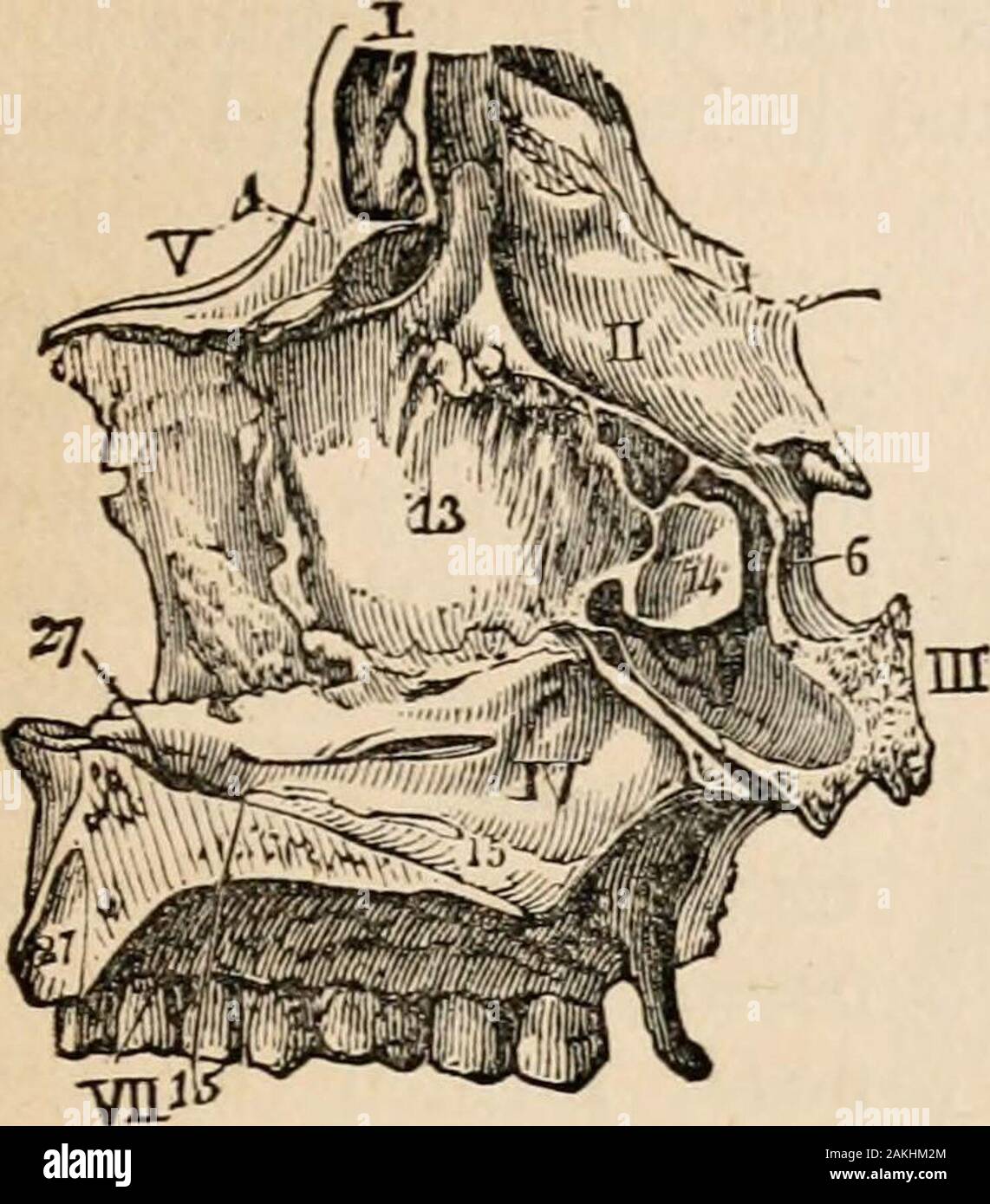 Cribriform plate hi-res stock photography and images - Alamy