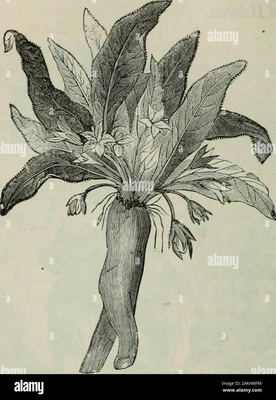 Mandrakes hi-res stock photography and images - Alamy