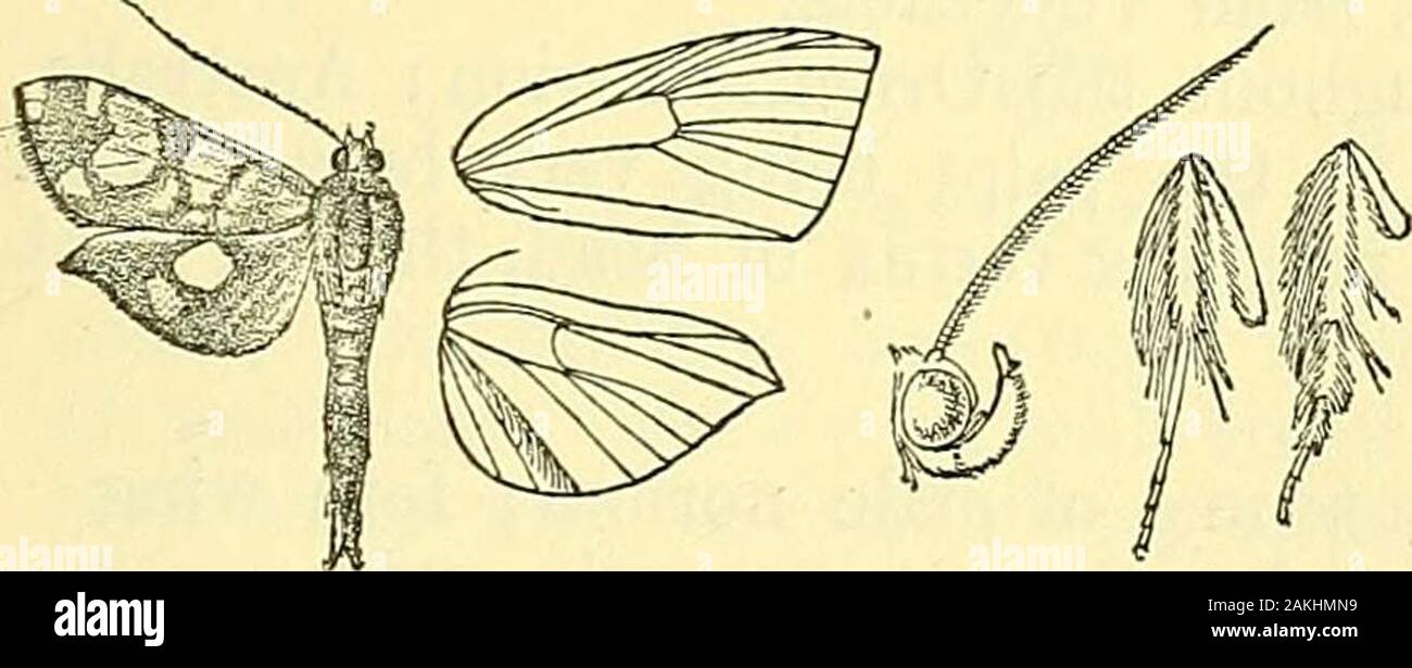 Moths . lower angleof cell, with two small submarginal spots beyond it ...