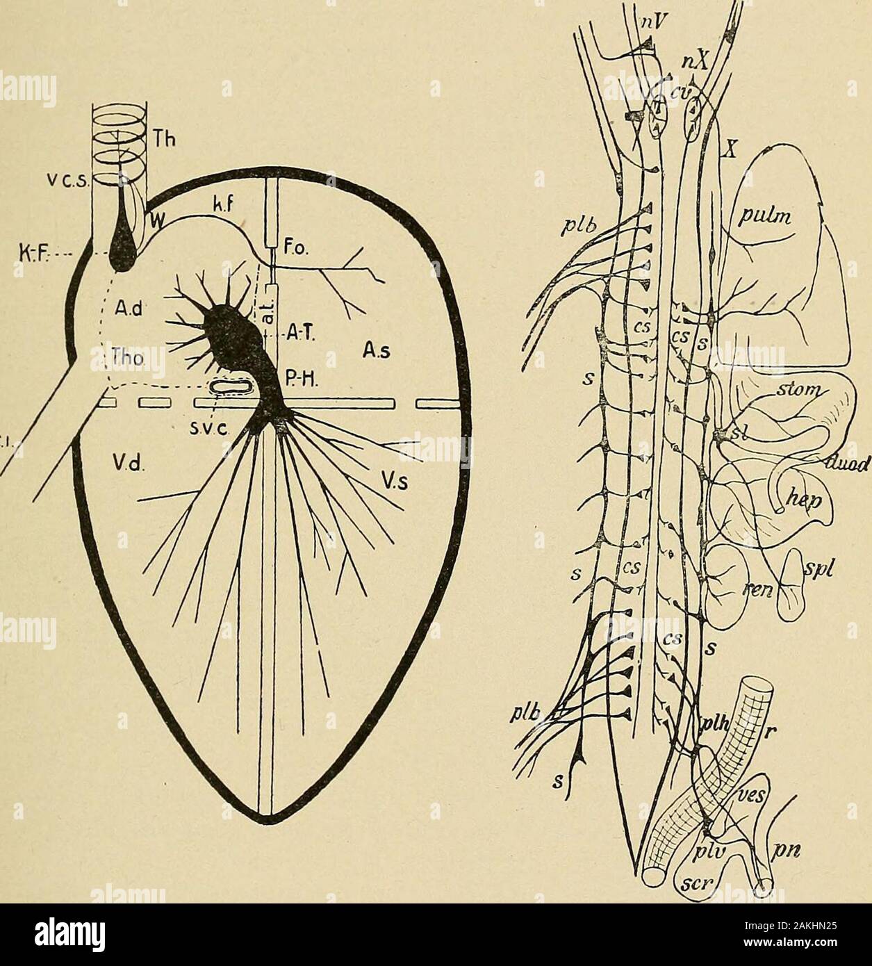 Phrenic nerve hi-res stock photography and images - Alamy