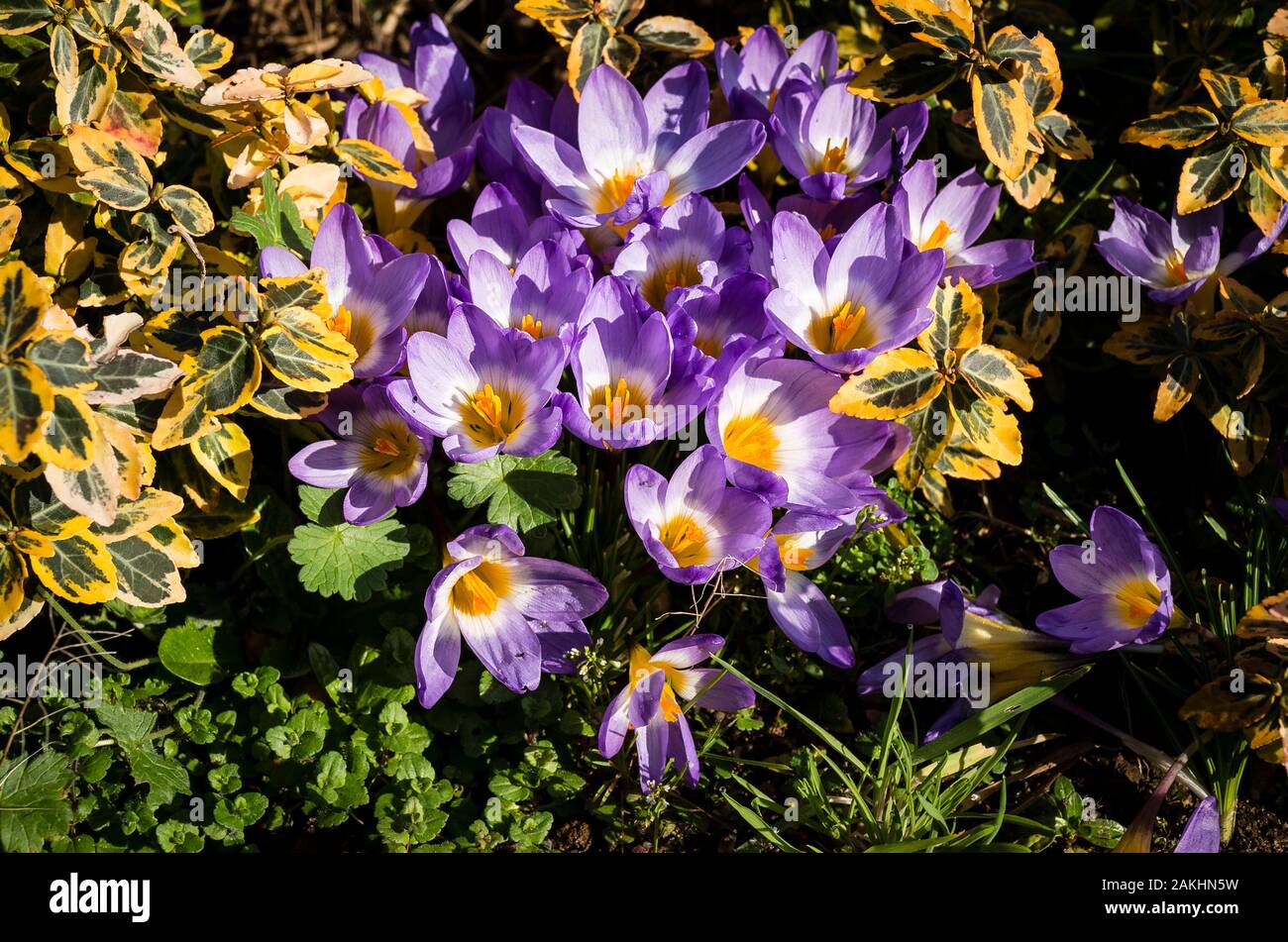 Purple petalled crocuses in a small group in a narrow border give ...