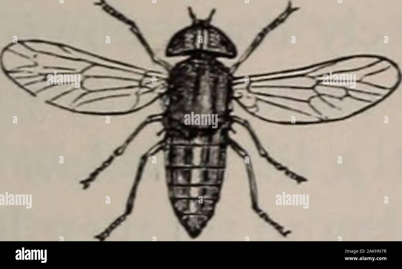 Two winged insects hi-res stock photography and images - Alamy