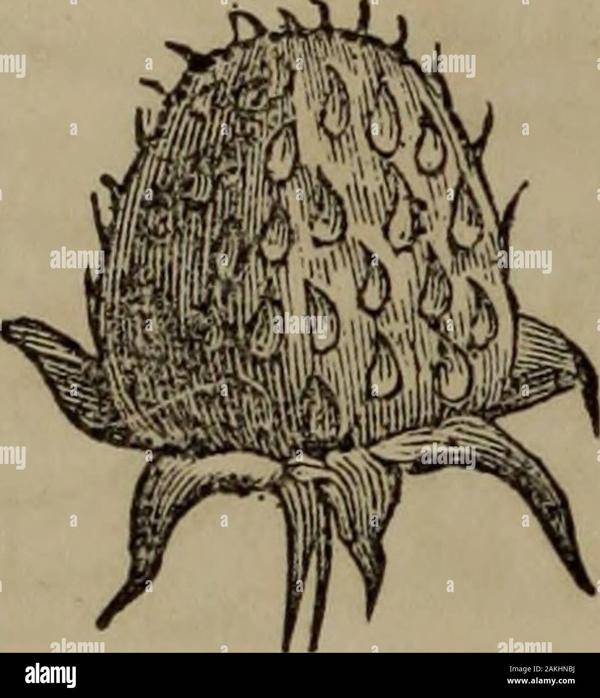 Botany of the Southern states . Two v.!. oris of carpes. If in Fig. 132 ...