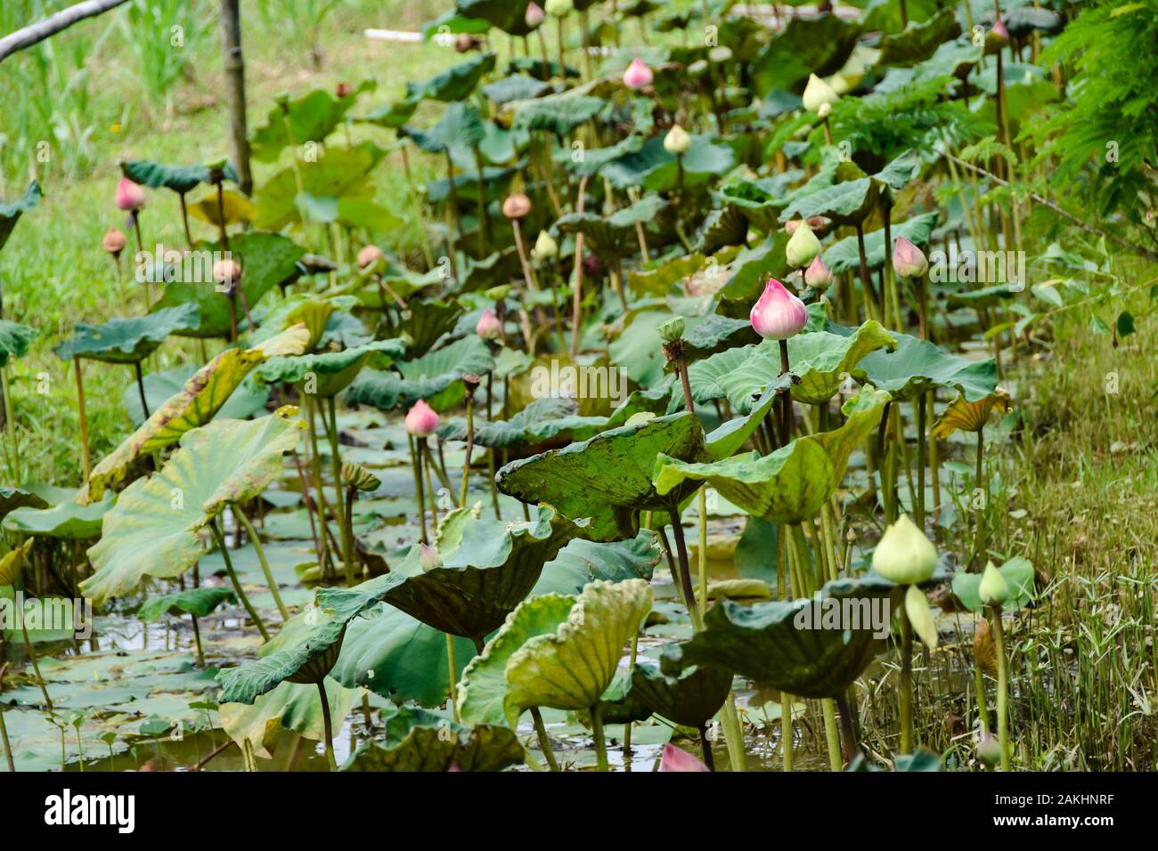 Lotus flowers on farm hi-res stock photography and images - Alamy