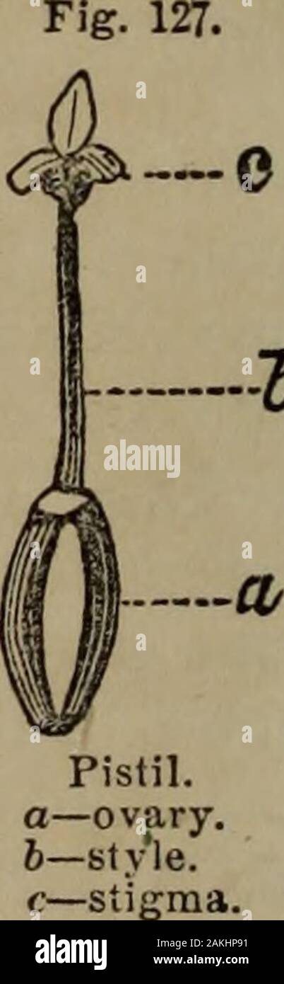 Stigma cells hi-res stock photography and images - Alamy