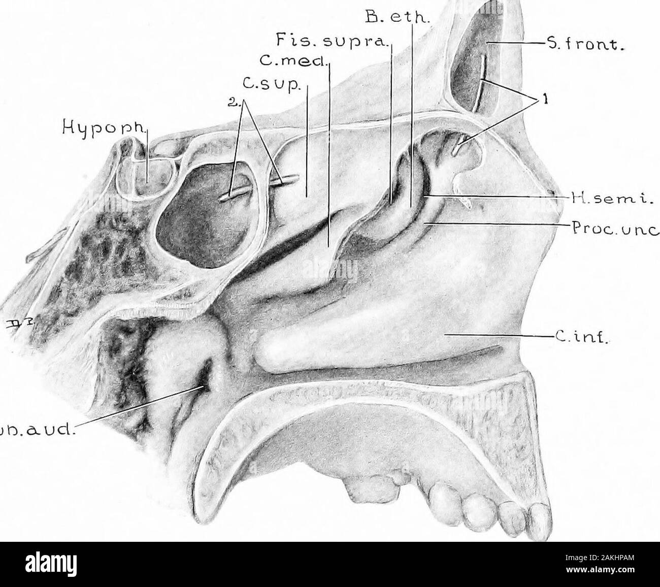 Development and anatomy of the nasal accessory sinuses in man ...