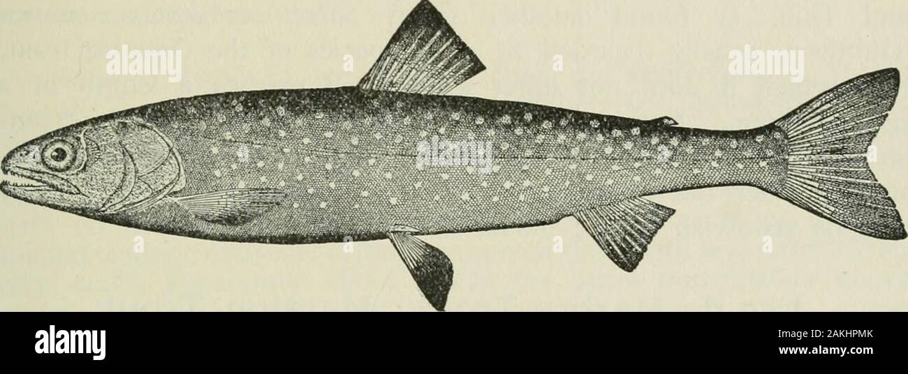 Saibling hi-res stock photography and images - Alamy