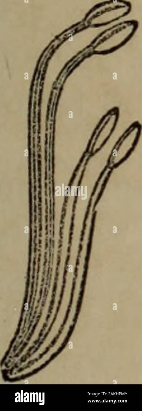 Didynamous hi-res stock photography and images - Alamy