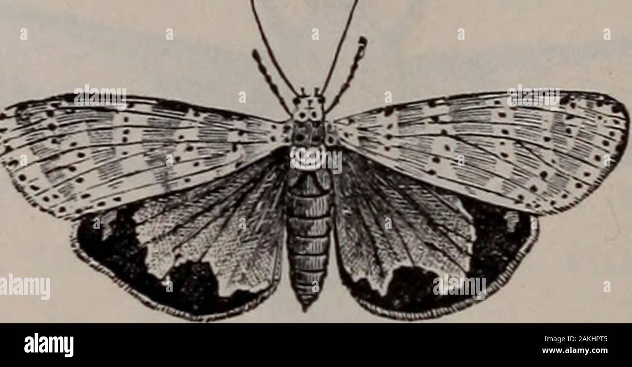 Salt marsh moth hi-res stock photography and images - Alamy