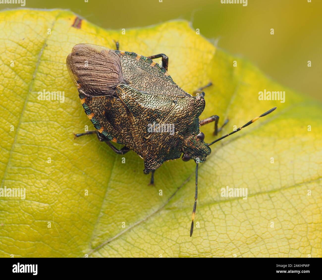 Dorsal view of bronze shieldbug hi-res stock photography and images - Alamy