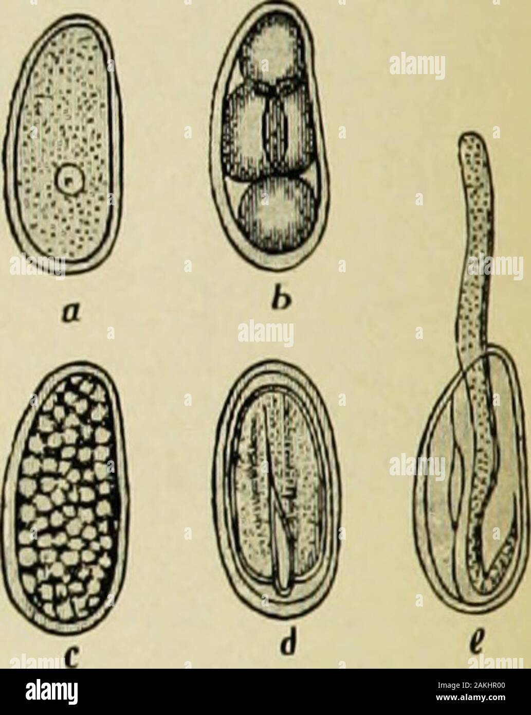 The practice of pediatrics . 1. Oxyuris vermicularis: a, male : ft ...