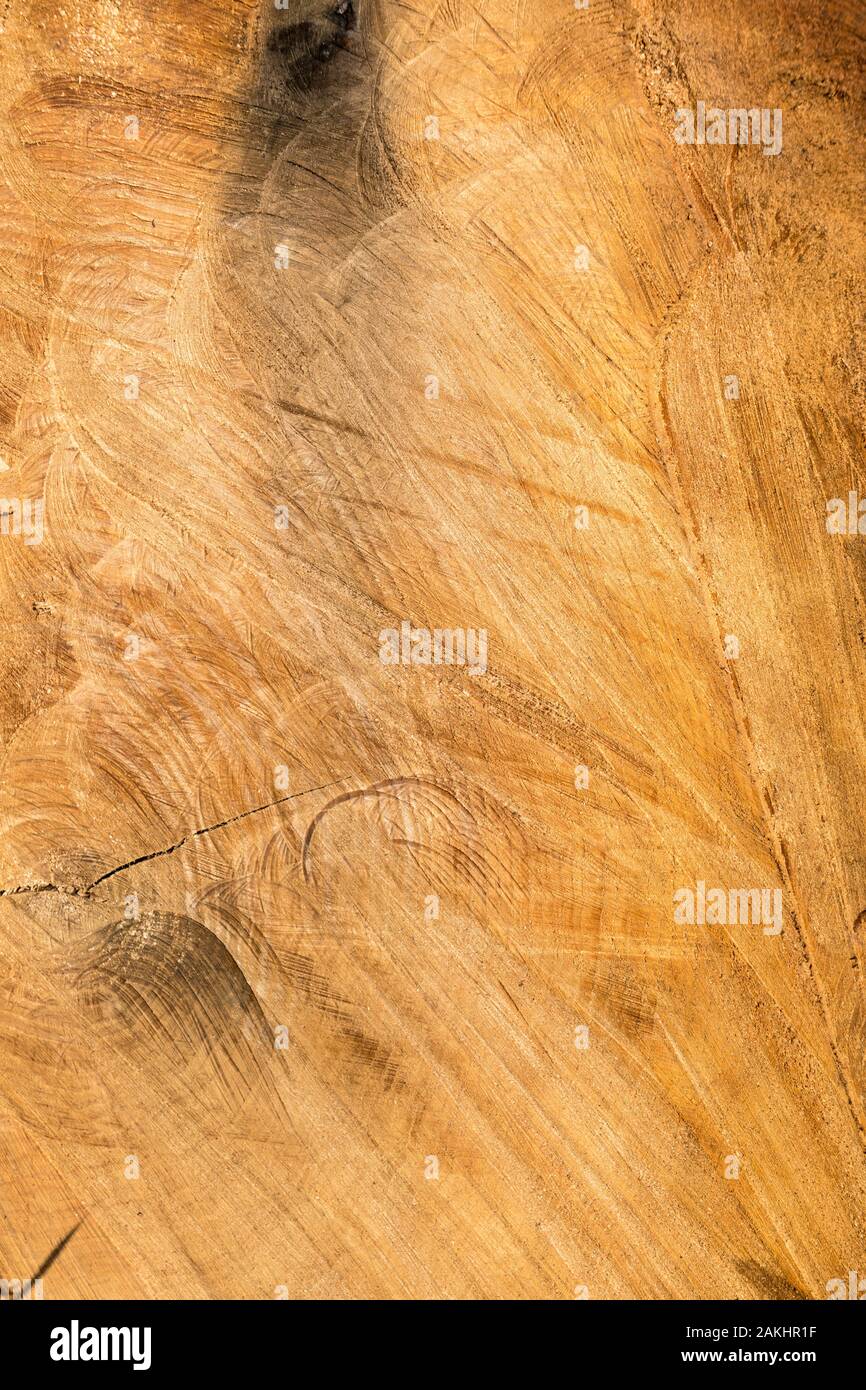 Fresh cut end of felled tree trunk Stock Photo - Alamy
