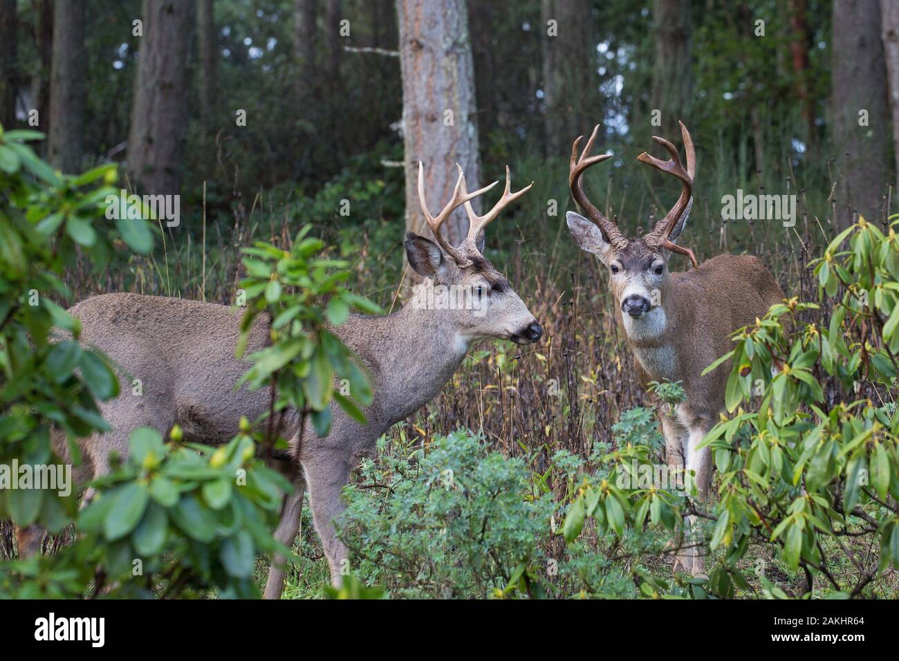 Two bucks standing together in a wooded area in Eugene, Oregon, USA ...