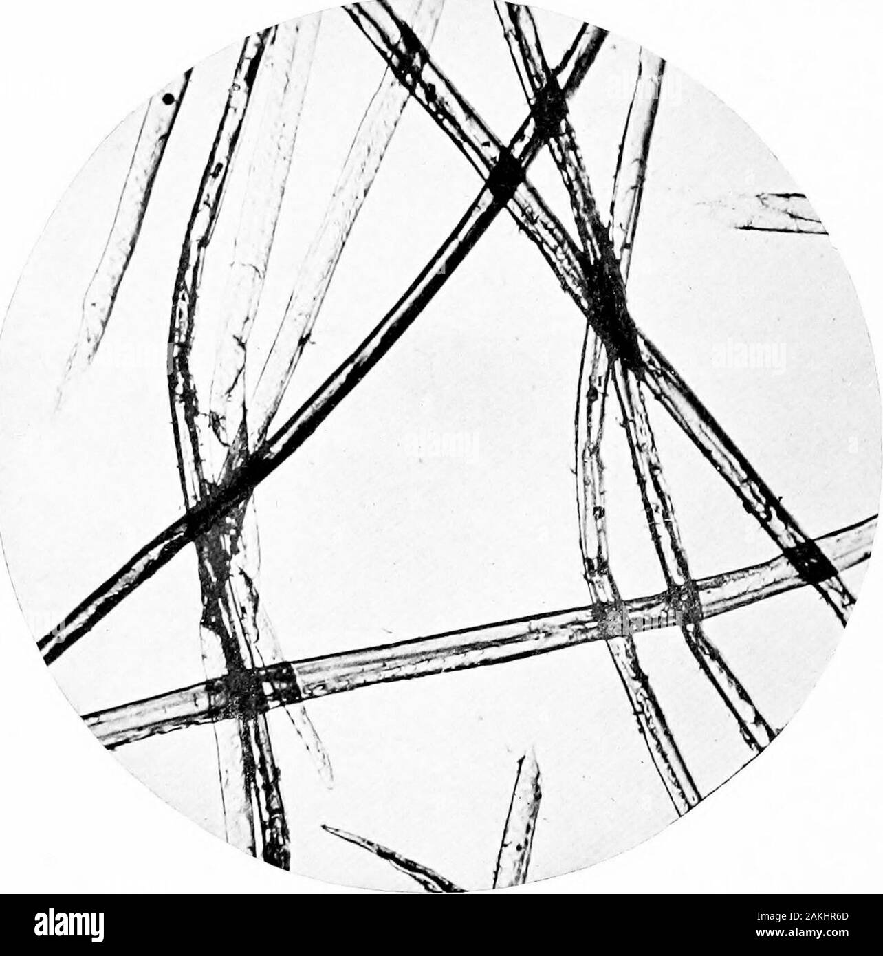 Chemistry of pulp and paper making . ..^ Plate 13 Spruce Ground Wood ...