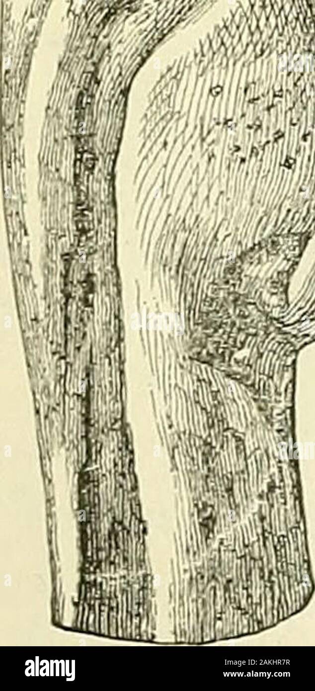 Haft seen hi-res stock photography and images - Alamy