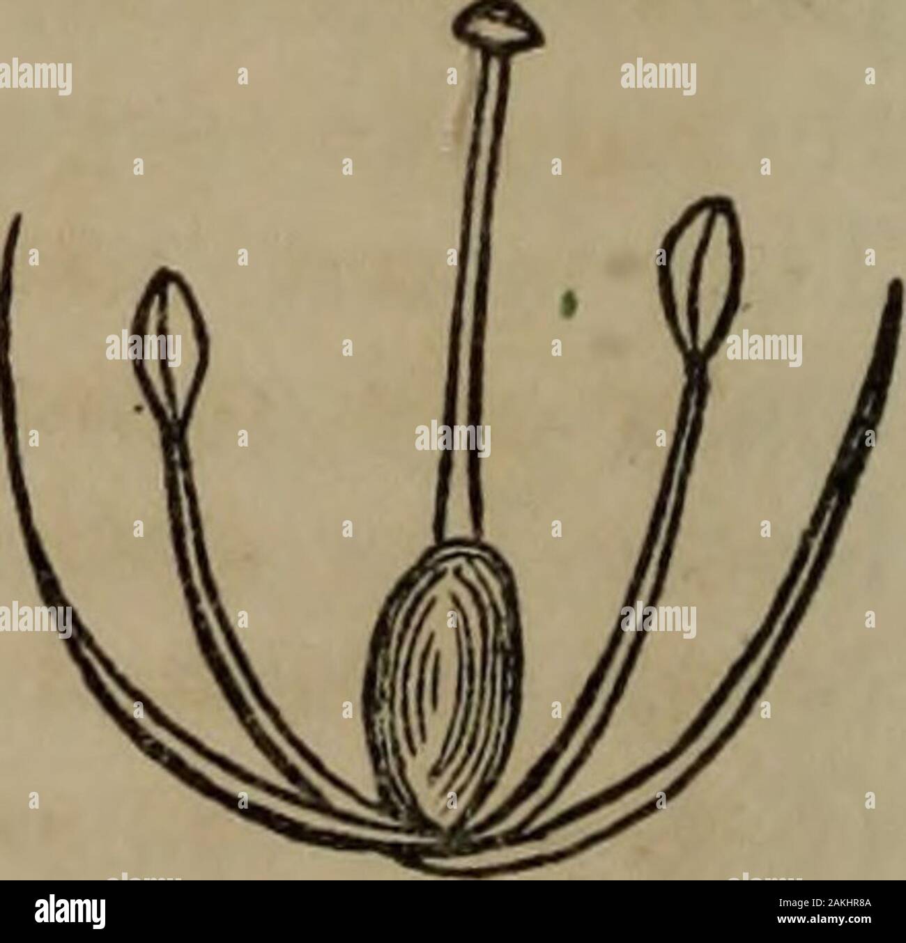 Perigynous hi-res stock photography and images - Alamy