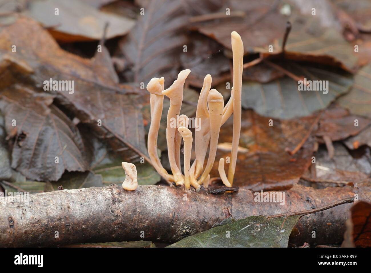 Macrotyphula fistulosa, known as pipe club fungus, wild mushroom from ...