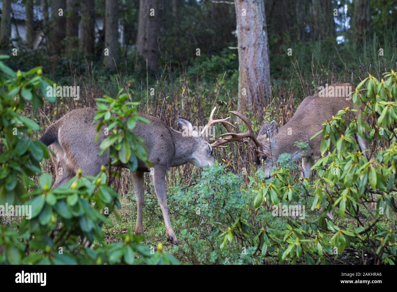 Two bucks fighting in a wooded area in suburban Eugene, Oregon, USA ...