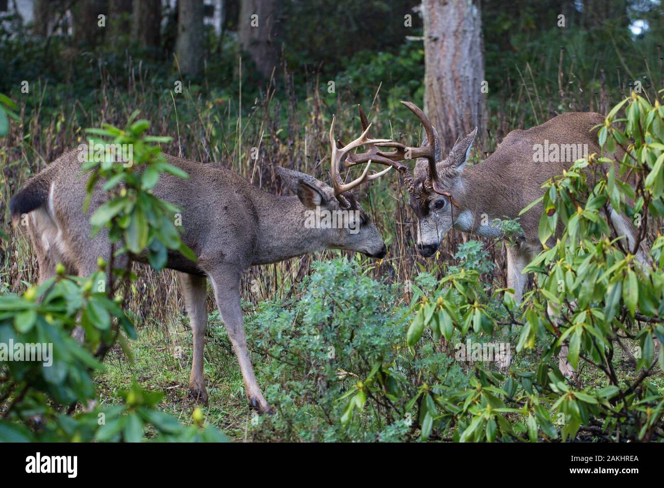 Two bucks fighting in a wooded area in suburban Eugene, Oregon, USA ...