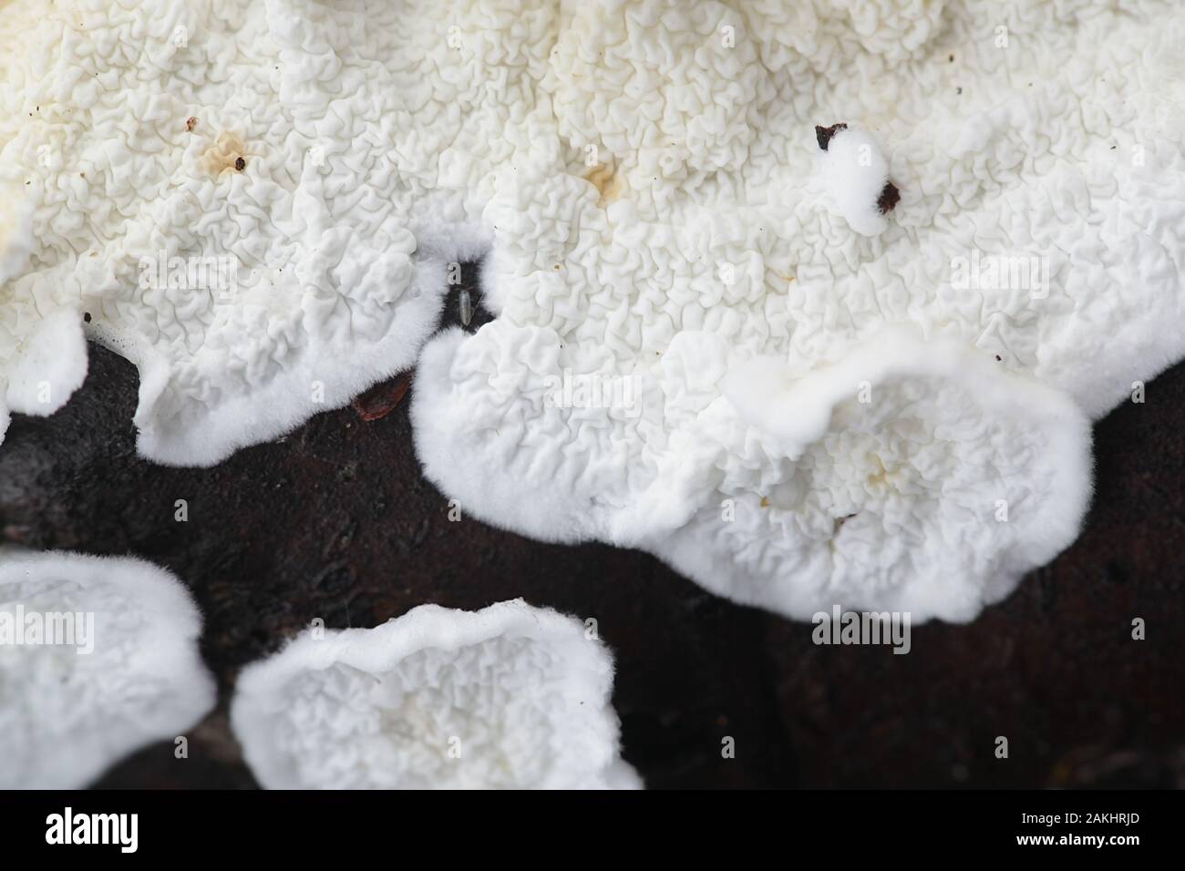 Plicatura nivea, a white soft crust fungi from Finland Stock Photo - Alamy