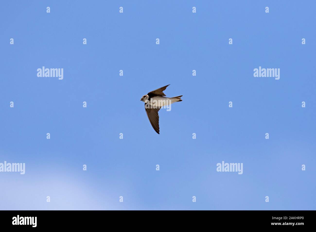 European sand martin / bank swallow / collared sand martin (Riparia ...